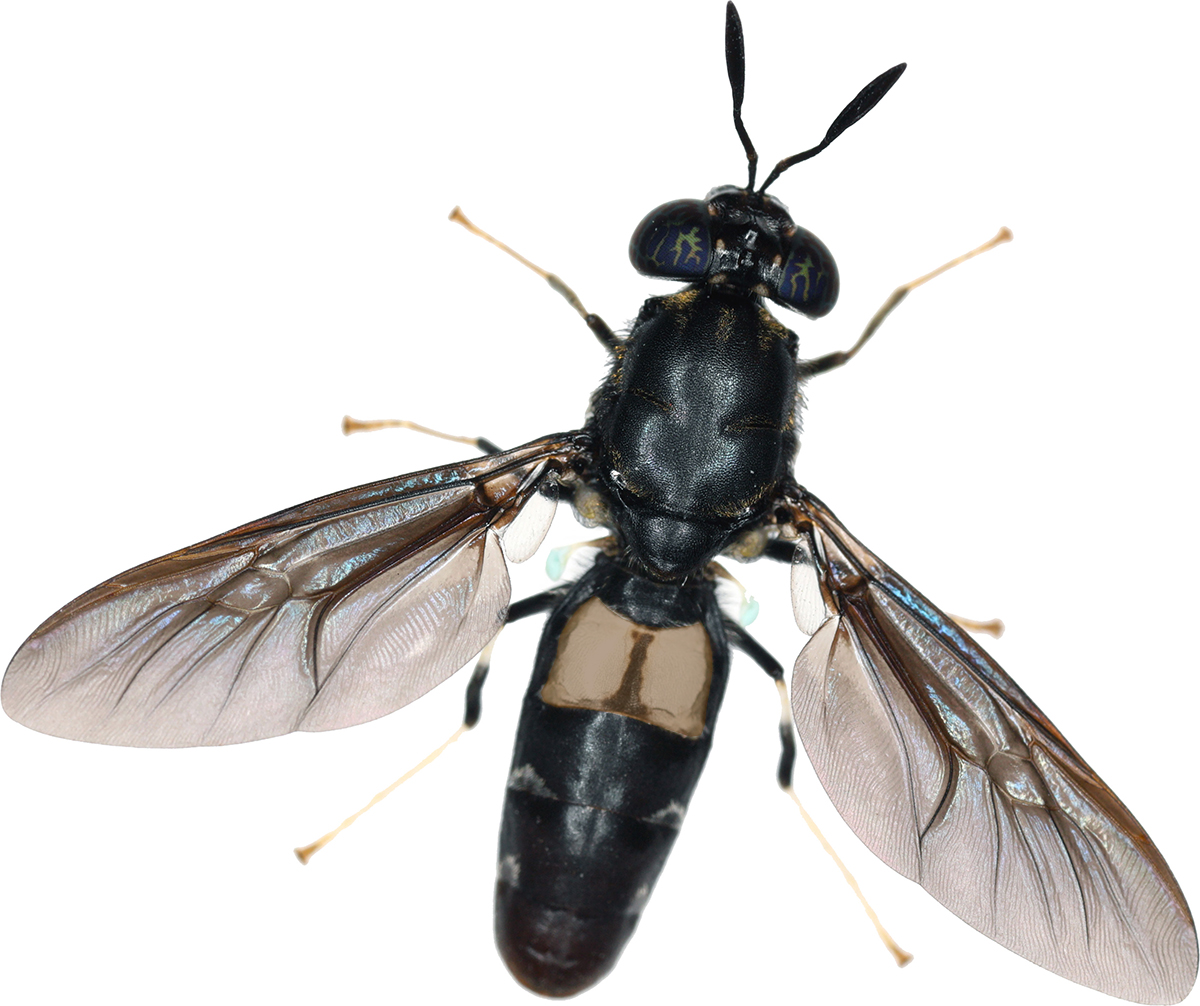 About Black Soldier Flies – BlackSoldierFlies.com