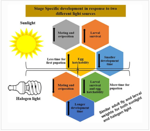 Light Is Very Important for Black Soldier Fly Rearing ...