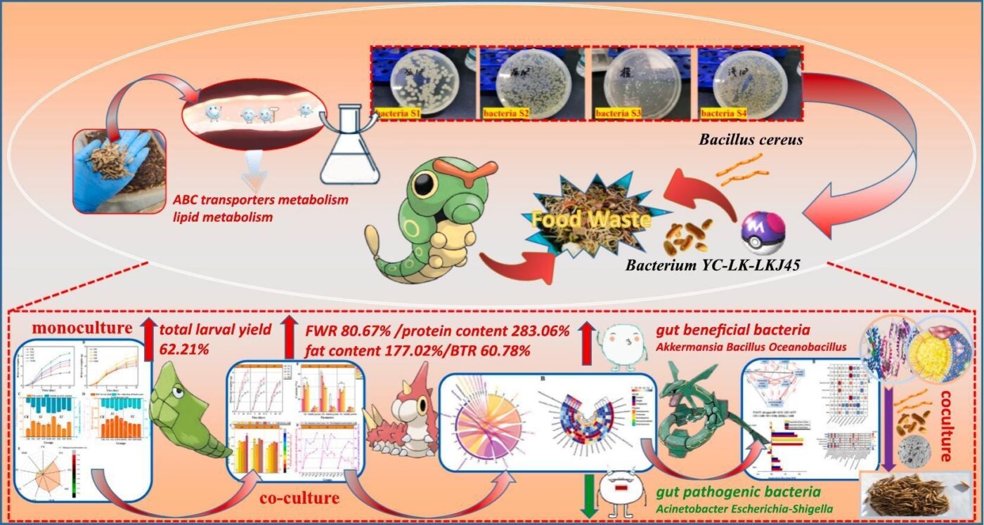 Bacteria Help Black Soldier Fly Larvae to Thrive – BlackSoldierFlies.com